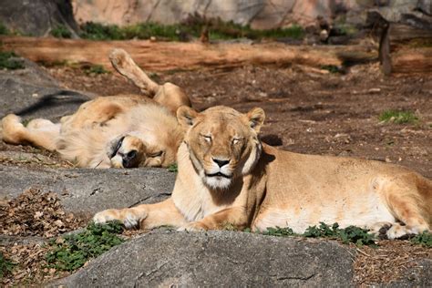 名古屋市東山動植物園 On Twitter ライオン 夫婦のそれぞれのくつろぎ方🦁 東山動植物園 ライオン ルナ サン 絶滅