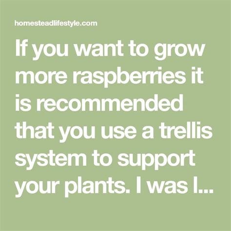 Diy Raspberry Trellis Raspberry Trellis Growing Raspberries Trellis System