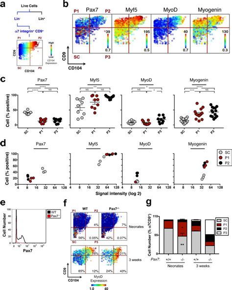 High Resolution Myogenic Lineage Mapping By Single Cell Mass Cytometry Pmc