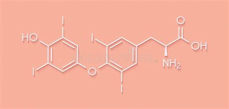 Thyroxine T4 Levothyroxine Thyroid Hormone Molecule Prohormone Of