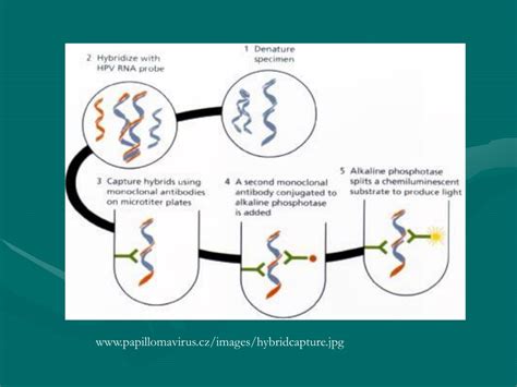 Ppt Hybrid Capture 2 Hc2 System Efficient Hpv Dna Testing