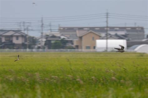 ハヤブサ おとぼけ鳥撮り日記2