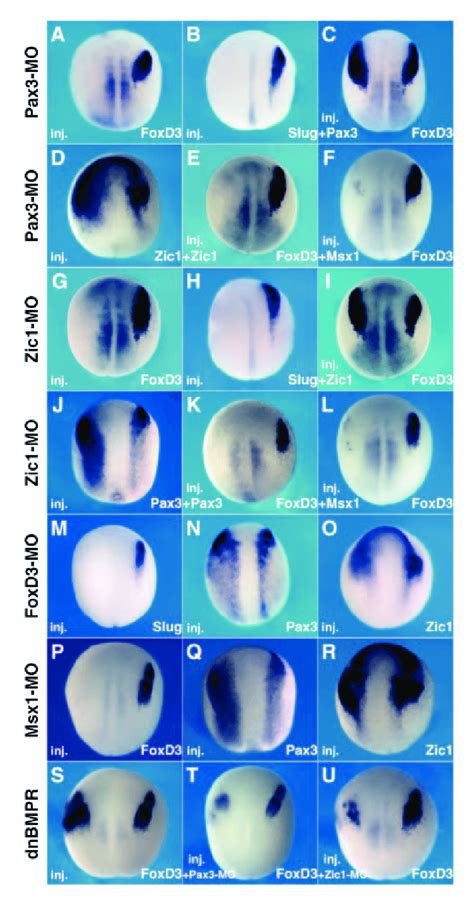 Both Pax3 And Zic1 Are Required For Neural Crest Determination In Vivo Download Scientific