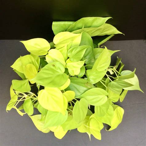 Lemon Lime Philodendron Vs Neon Pothos Confusion Solved Plants Craze