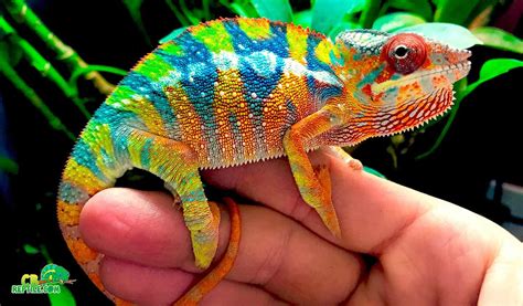 Chameleon For Sale Near Me Baby Chameleons For Sale Online