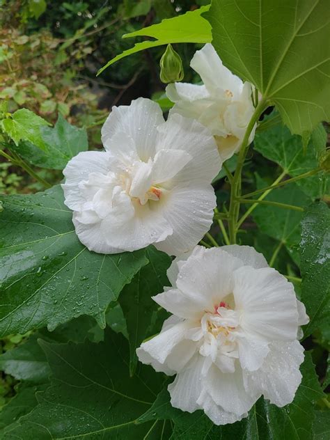 スイフヨウ 酔芙蓉 季節の花と花言葉 kensan 0427さんのﾌﾞﾛｸﾞ