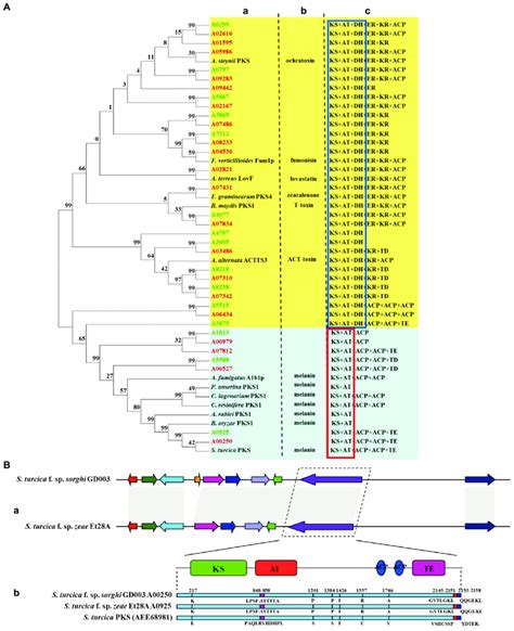 Comparative Analysis Of Polyketide Synthase Pks Key Genes Of Two Download Scientific Diagram