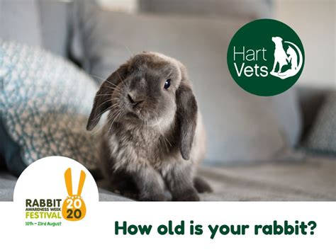 🐰 The Hart Veterinary Centre In Bicester And Aylesbury