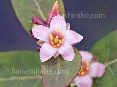 ミズオトギリ 花しらべ 花図鑑