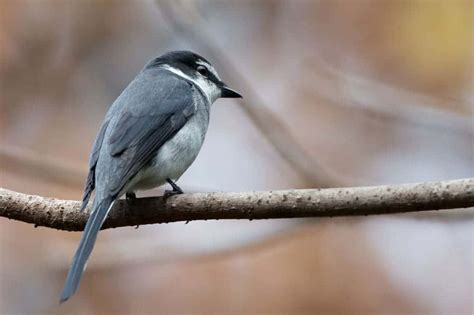 Ryukyu Minivet Pericrocotus Tegimae Focusing On Wildlife