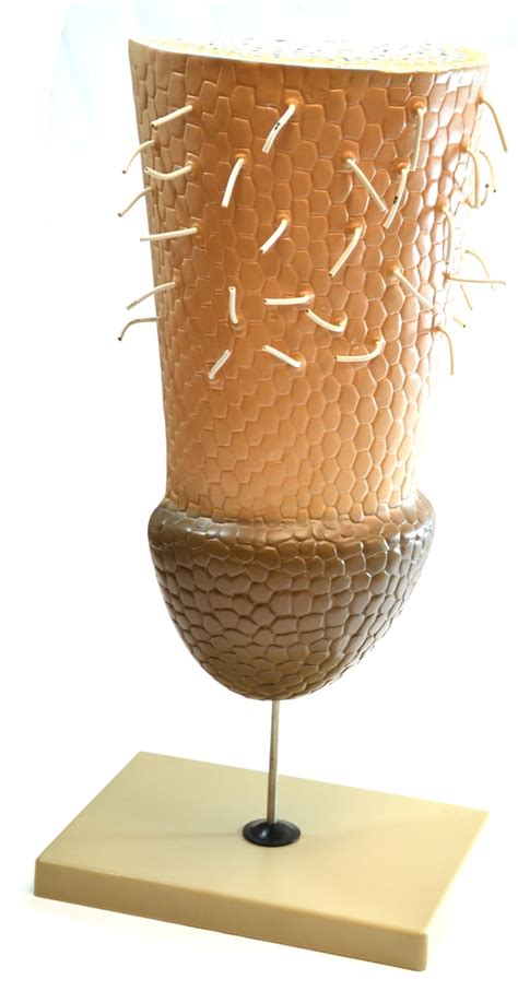 Eisco Premium Root Tip Model Fisher Scientific