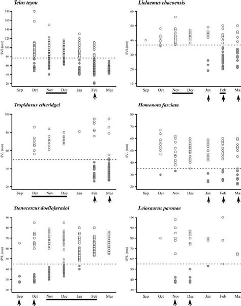 Monthly Size Distribution Of Adults Open Circles And Juveniles Grey