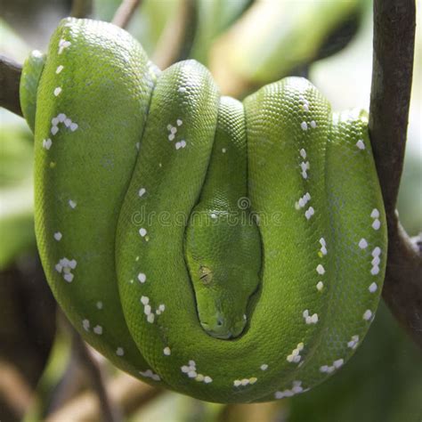 Green Tree Python On A Branch Stock Image Image Of Strike Tree 32956139