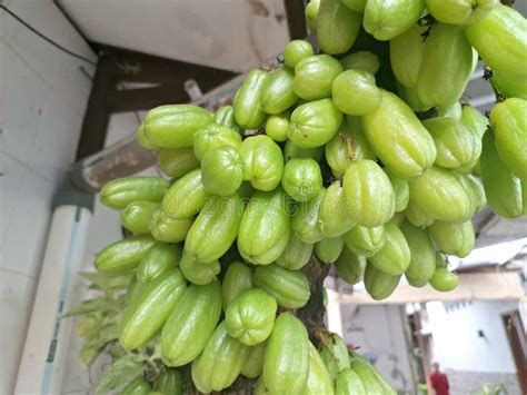 Bilimbi Fruit On A Tree From A Home Garden In Indonesia Stock Image