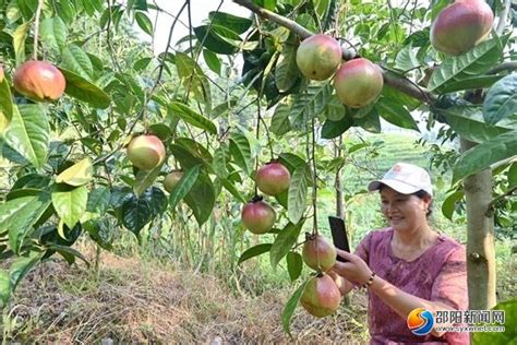 隆回县金石桥镇金果压枝头 油茶喜丰收