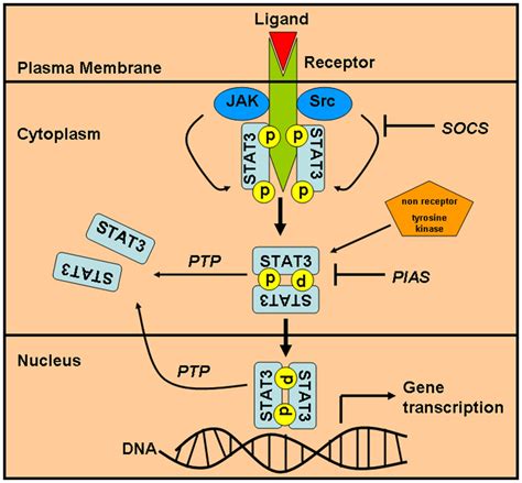 Activation And Regulation Of The Stat3 Signaling Pathway The Stat3 Download Scientific Diagram
