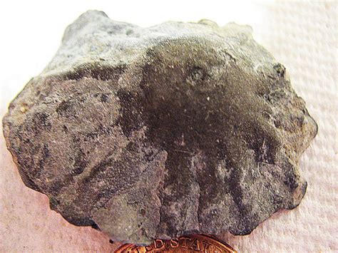 Crinoid Root Base Member Collections The Fossil Forum