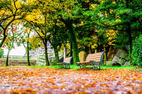 公园 长椅 空的 季节 地形 秋天 木制 大阪府 日本 寂寞