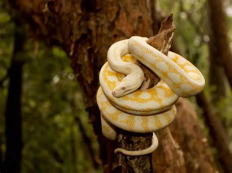 Carpet Python Facts Diet Habitat And Pictures On Animaliabio