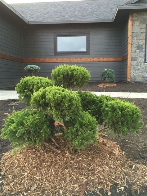 Med Tech Пост со стены Landscaping Trees Best Ground Cover Plants