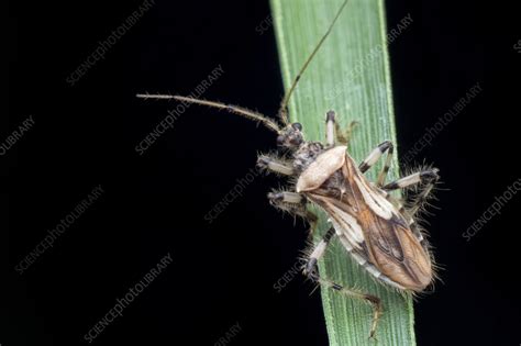 Assassin Bug Stock Image C059 4935 Science Photo Library