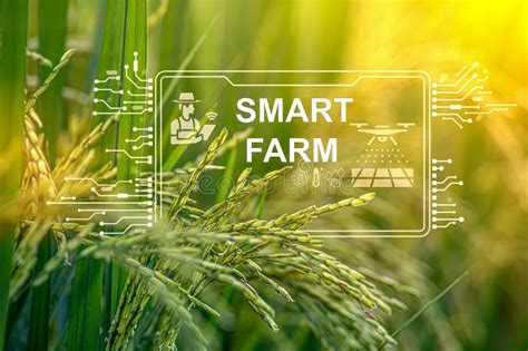 Female Farmer Inspecting Her Smart Farm Grain Field Technology And Send Data To The Cloud From