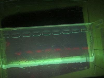 Project Sex Typing With Amelogenin London Hackspace Wiki