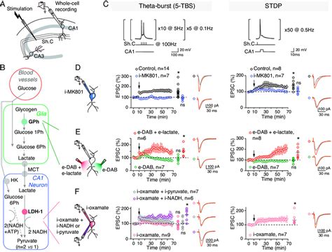 5 TBS LTP And STDP LTP Rely Differently On Neuronal Lactate A