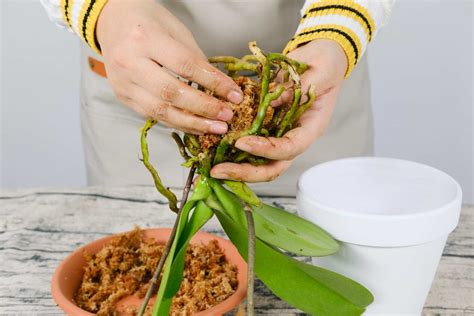 蝴蝶兰换盆时间和方法蝴蝶兰换盆后怎么浇水 花百科