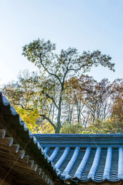 기와 전통가옥 선 문화유산 단풍 사진이미지일러스트캘리그라피 봉구58작가