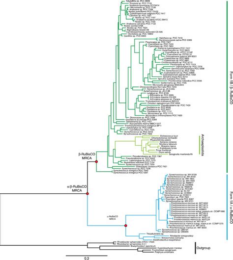 Maximum Likelihood Phylogeny Of Rbcl A Total 125 Rbcl Sequences Were