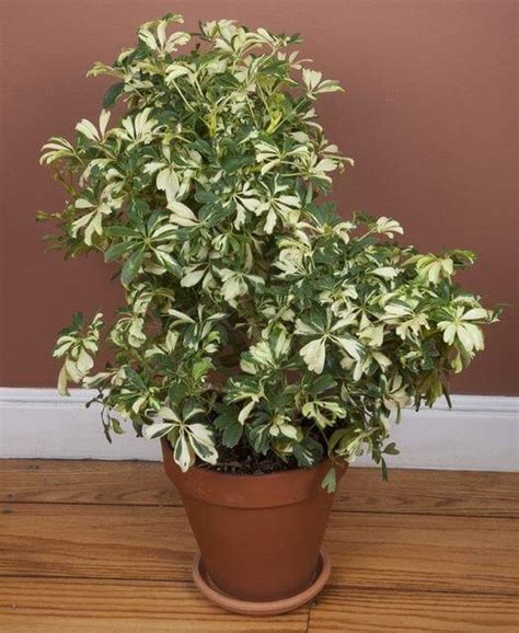 12 Stunning Plants With Waxy Leaves Zunetalk Green