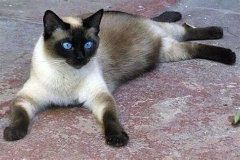 ძაღლები და კატები ჩუქება გაჩუქება Facebook