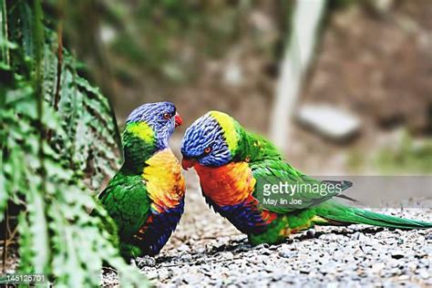 Little Lorikeets Photos and Premium High Res Pictures - Getty Images