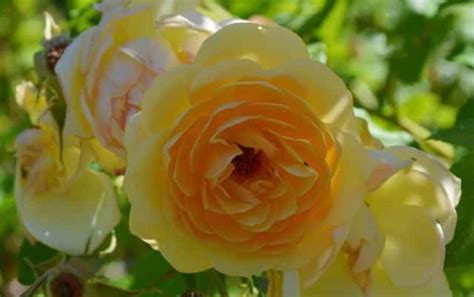 Rosier ‘graham Thomas Présentation Plantation Et Entretien