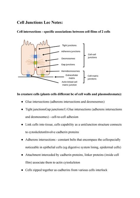 Cell Junctions Lec Notes Cell Junctions Lec Notes Cell Intersections
