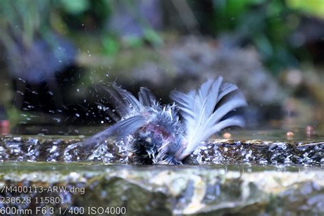 ヤマガラ幼鳥の水浴び 29psw1のブログ