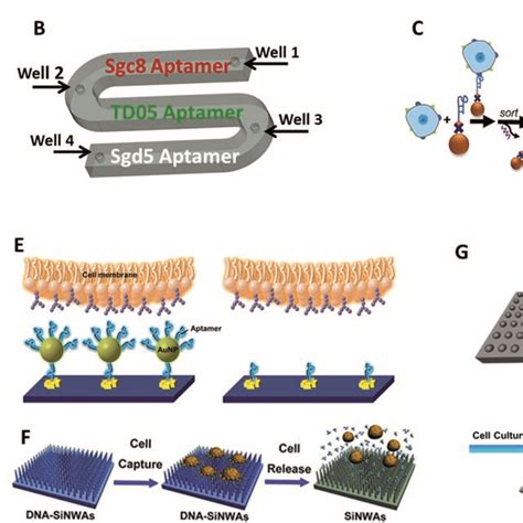 Device Designs And Working Principles Of Aptamer Based Immunocapture Download Scientific