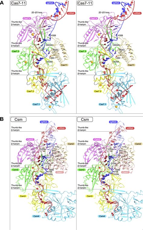 Structure And Engineering Of The Type Iii E Crispr Cas7 11 Effector Complex Cell