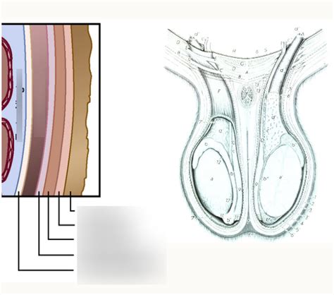 Diagram Of Male Reproductive Anatomy The Scrotum Quizlet