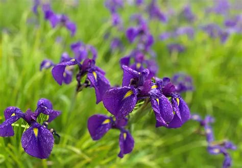 2023年6月2日最新三重県の花しょうぶの名所を見頃情報とともに紹介します 観光三重 かんこうみえ 三重県の観光旅行情報はここ