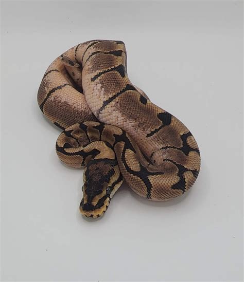 Spider Ball Python By Morphed Hobby Reptiles Morphmarket Spider Ball Python By Morphed Hobby Reptiles Morphmarket