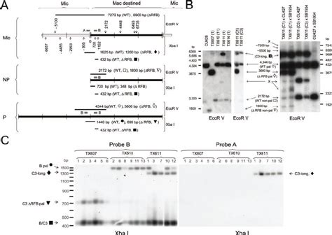 Heterozygous C3 D Rfb B Strains Undergo Stochastic Excision Of The Rdna Download Scientific