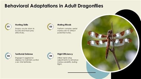 Behavioral Adaptations In Adult Dragonfly Metamorphosis Ppt Demonstration Acp Ppt Sample