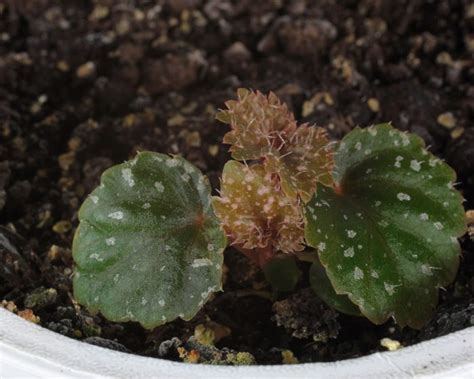 Begonia Rex Rex Photo Care Species Description Propagation Indoor Plant Rich Farmer