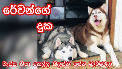 වැස්ස නිසා කෙල්ල බලන්න යන්න නබැරි වෙලා Youtube