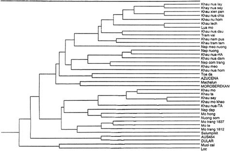 A Dendrogram Of 33 Vietnamese Upland Rice Accessions And Five Other