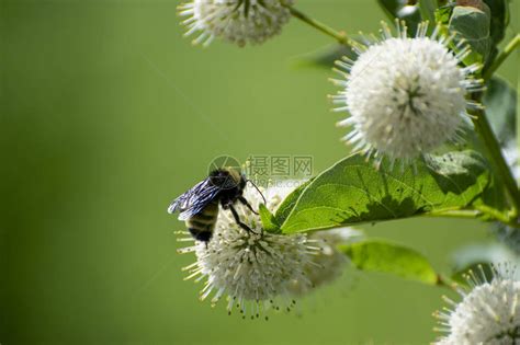 一只毛茸的黑色和黄色的大黄蜂高清图片下载 正版图片504353232 摄图网