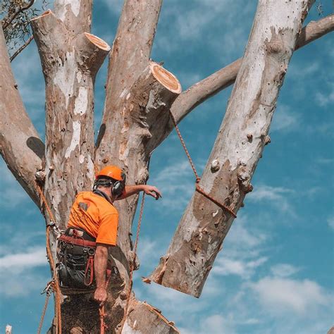 Tree Pruning Potts Point
