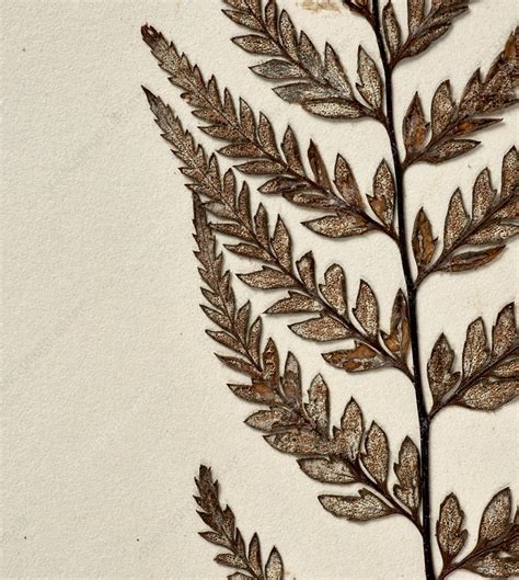 Pityrogramma Calomelanos Fern Specimen Stock Image C047 2301 Science Photo Library